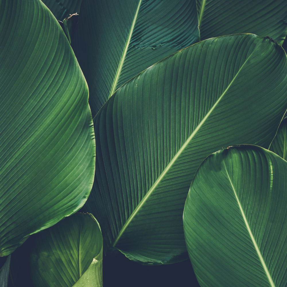 Nibu Hand & Nail Balm - 30ml